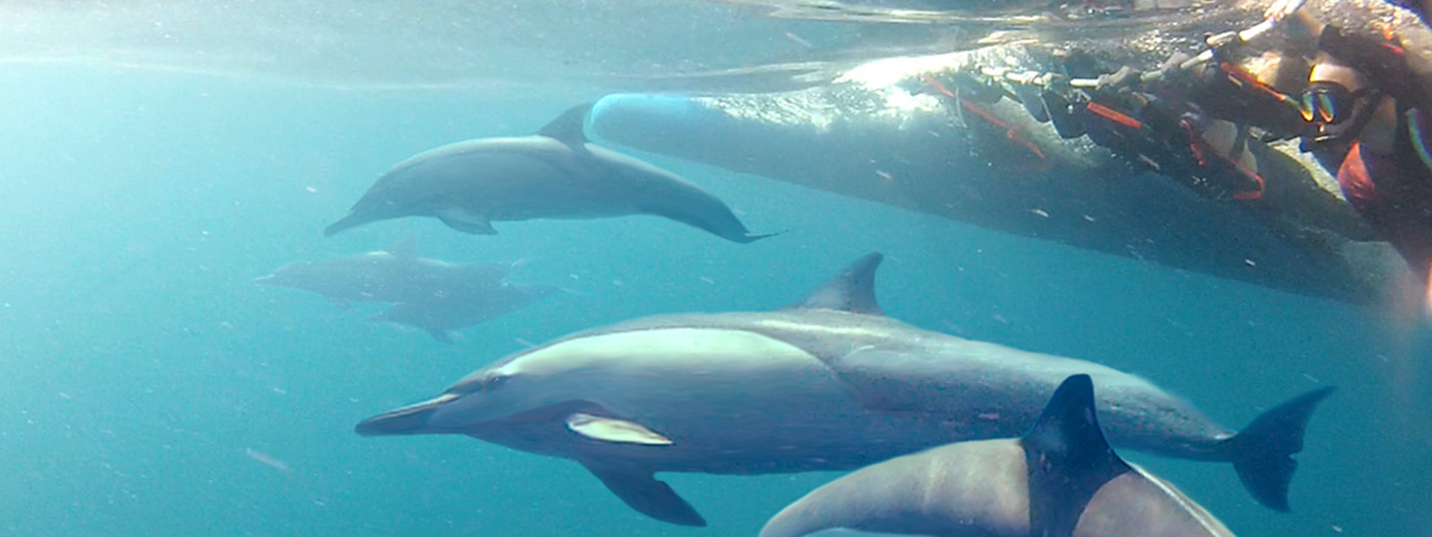 Dolphin Swim Australia :: Port Stephens