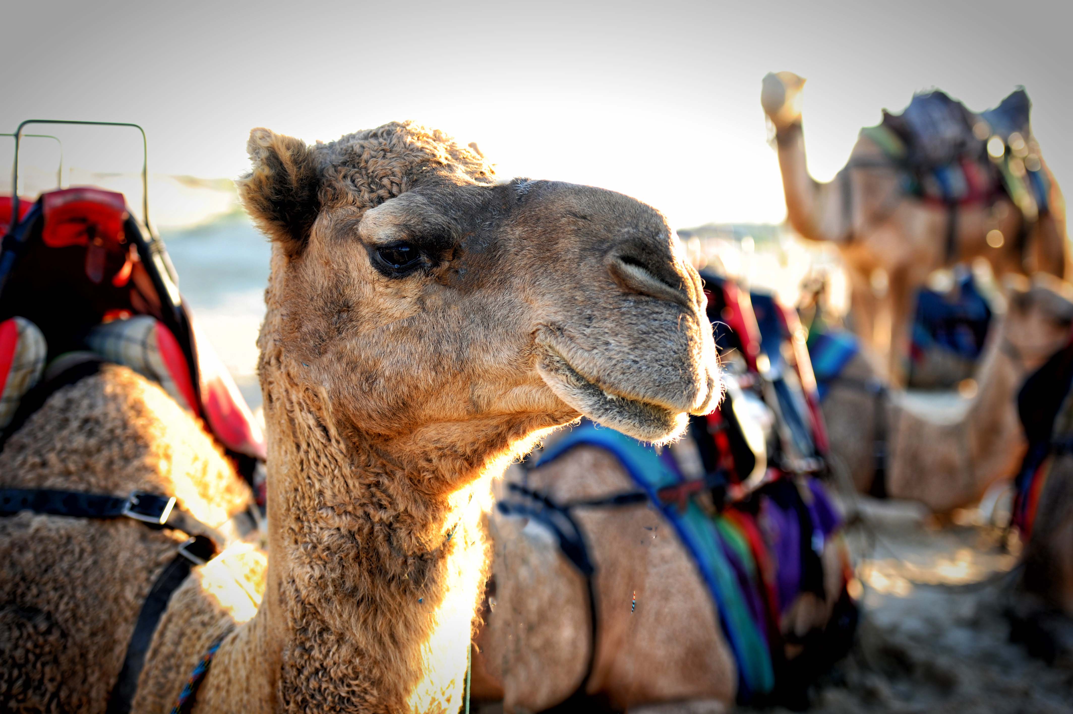 Oakfield Ranch Camel Rides :: Port Stephens