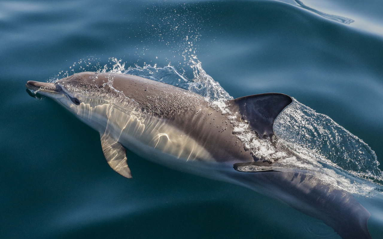 Famils :: Port Stephens