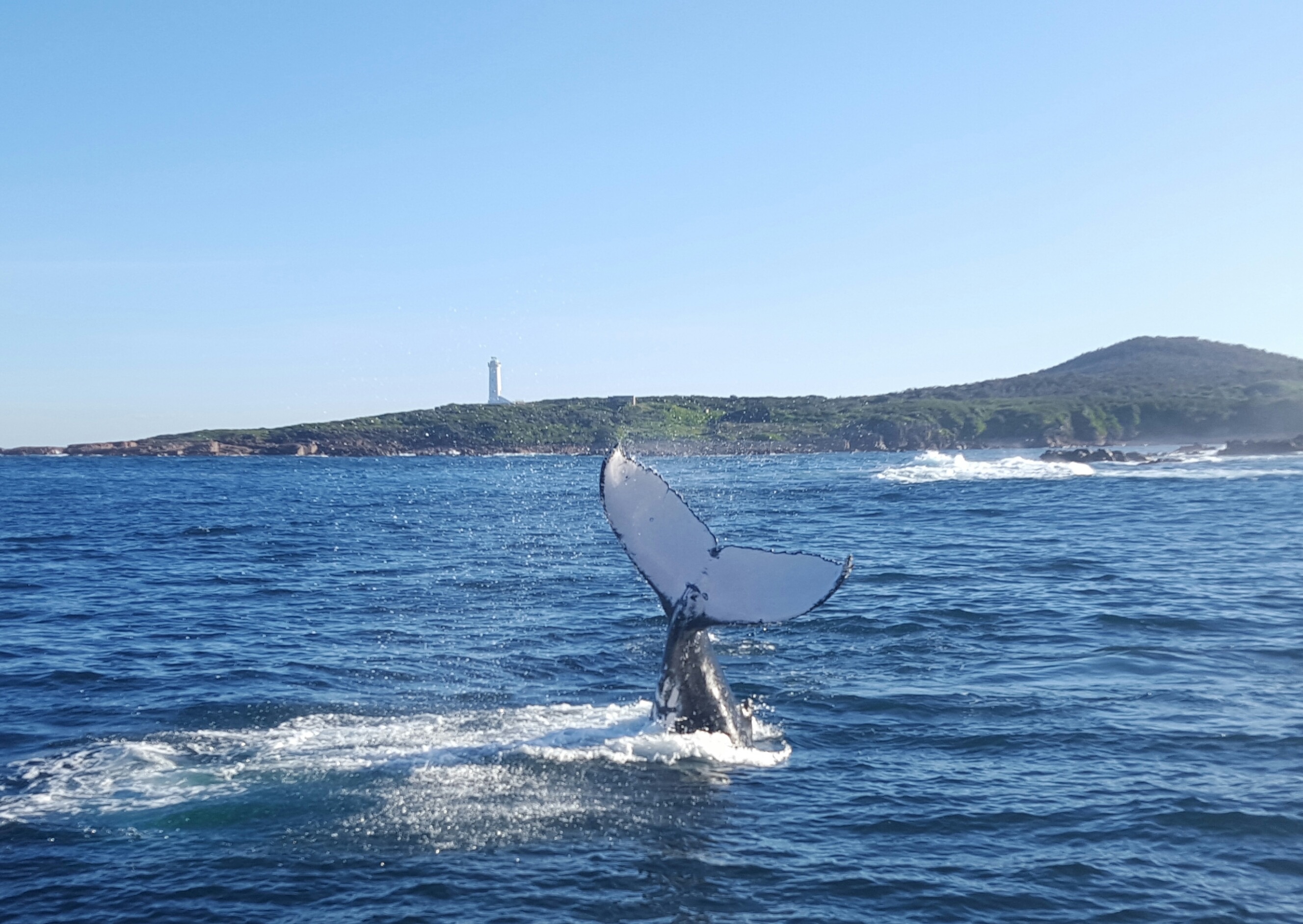 Whale Tales - whale watching talks :: Port Stephens