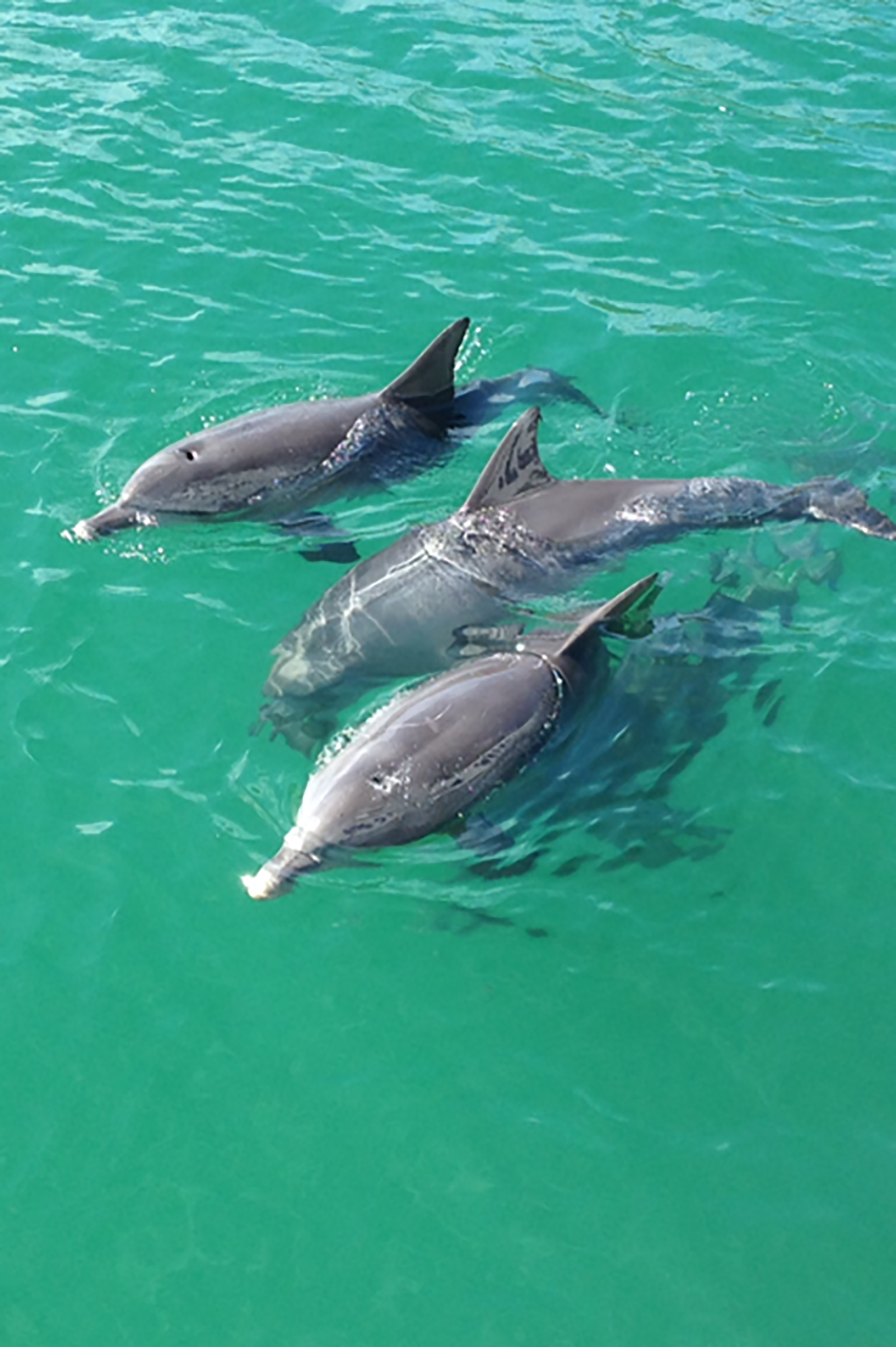 The Dolphins of Port Stephens - Marine Discovery Series :: Port Stephens